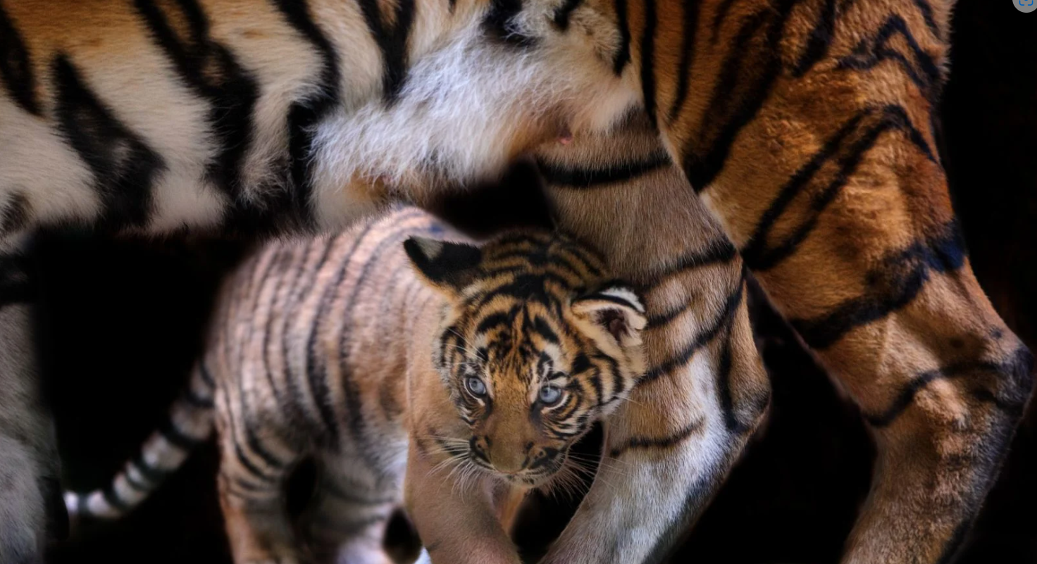 Roar of Survival: Dr Wan Nor Fitri journey to save the tigers with cloning - Articles | Merdeka ...